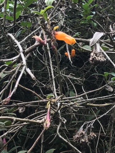 Columnea strigosa - PictureThis