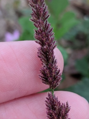 Capim-mimoso (Eragrostis ciliaris) - PictureThis