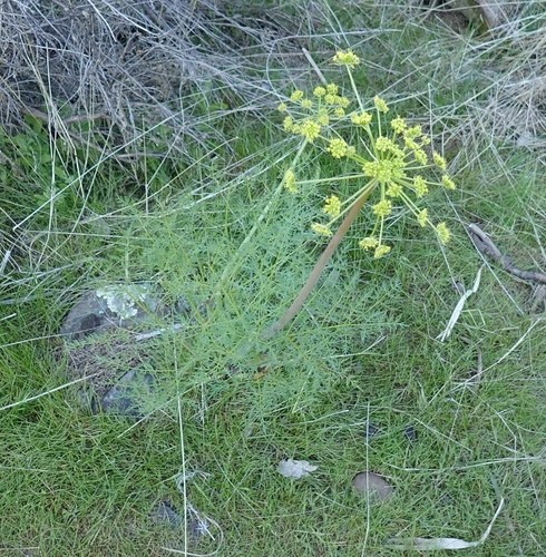 Lomatium dissectum - PictureThis