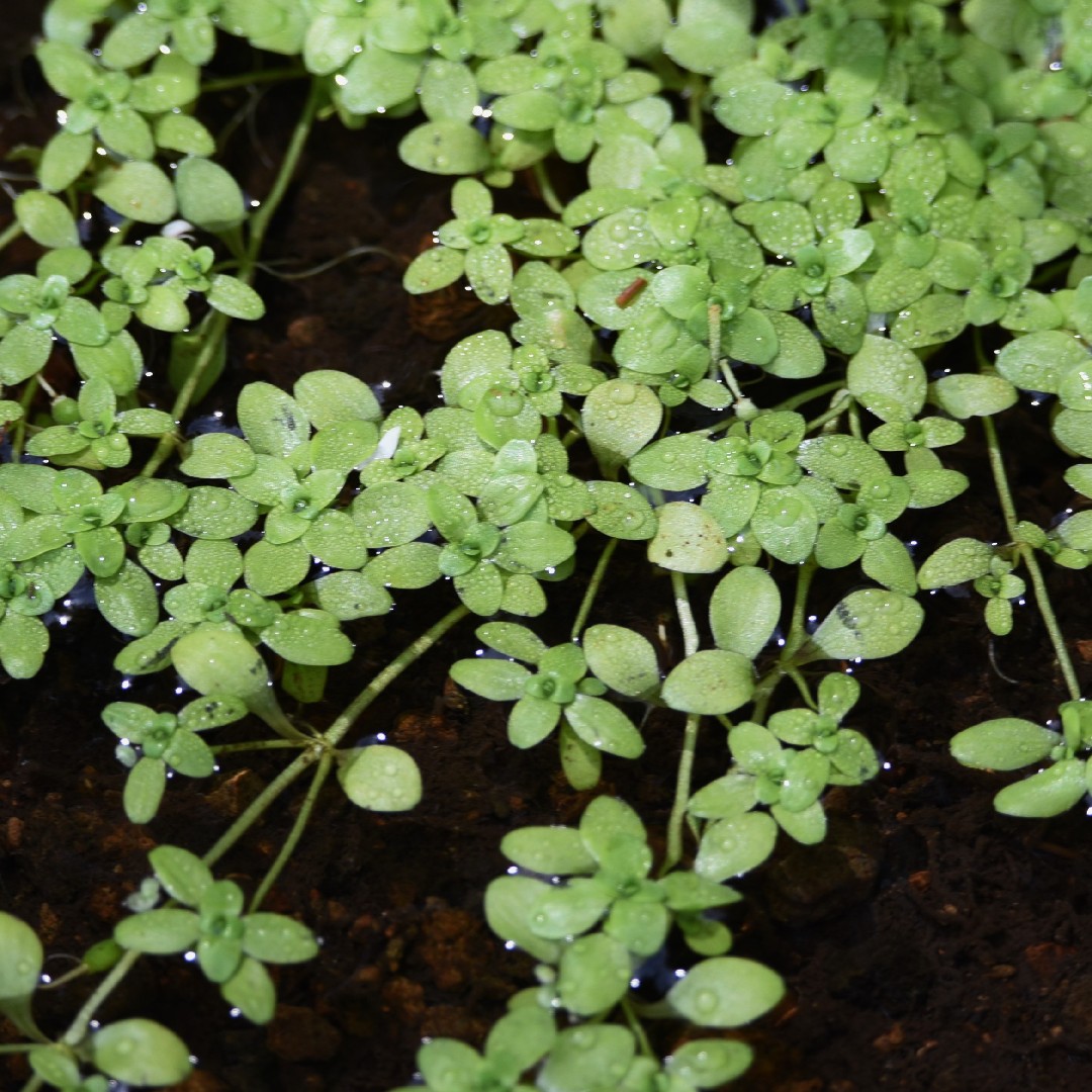 Callitriche - PictureThis