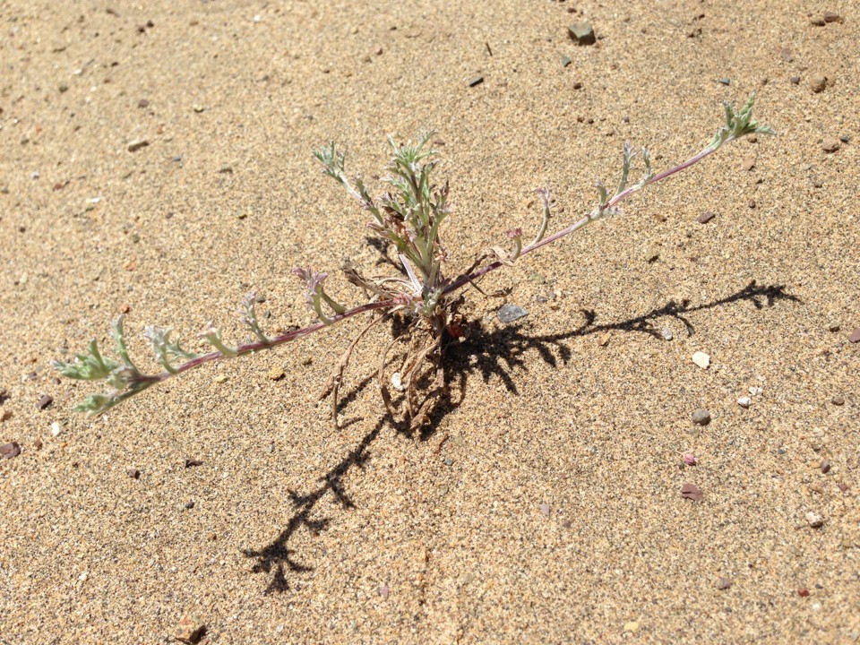 Lessingia germanorum - PictureThis