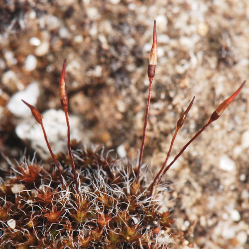 シントリキア属 (Syntrichia) 花言葉，毒性，よくある質問 - PictureThis