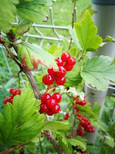 레드커런트 (Ribes rubrum) - PictureThis