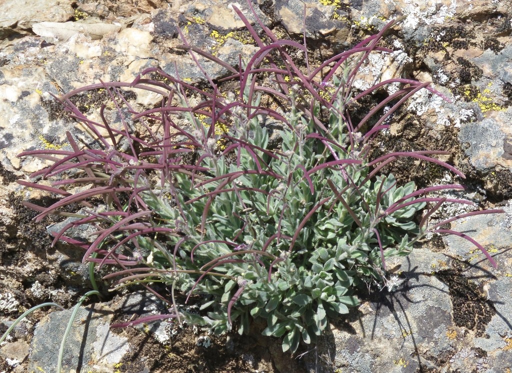 Boechera breweri - PictureThis