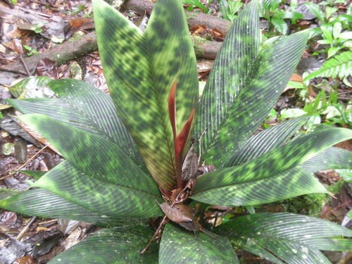 Geonoma Care (Watering, Fertilize, Pruning, Propagation) - PictureThis