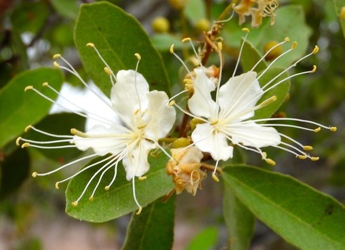 Quadrella indica - PictureThis