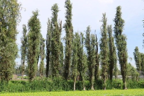 Ahuejote (Salix bonplandiana) - PictureThis