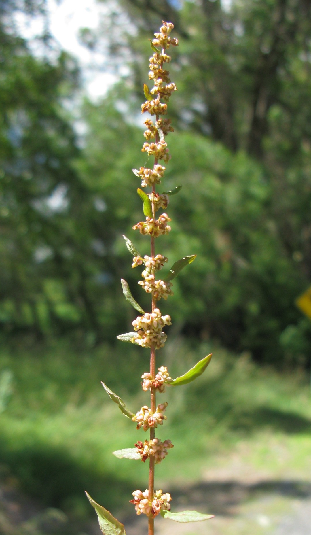 Щавель клубковатый (Rumex conglomeratus) - PictureThis