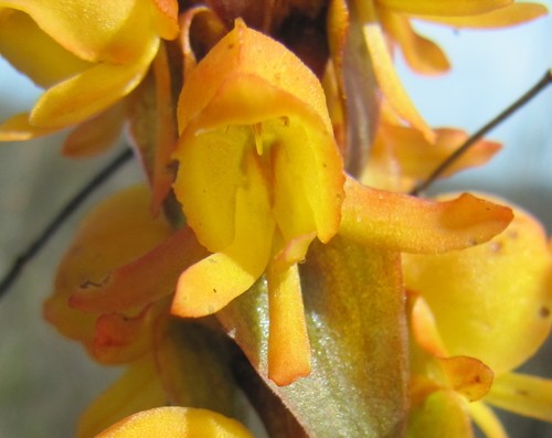Satyrium coriifolium - PictureThis