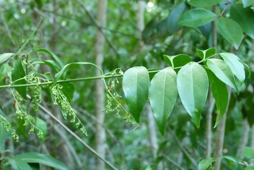 Bejuco de barraco (Chiococca alba) - PictureThis
