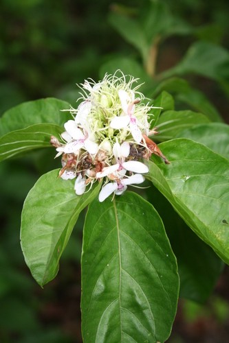 Ruttya Flower, Leaf, Care, Uses - PictureThis