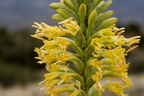 Agave schottii - PictureThis