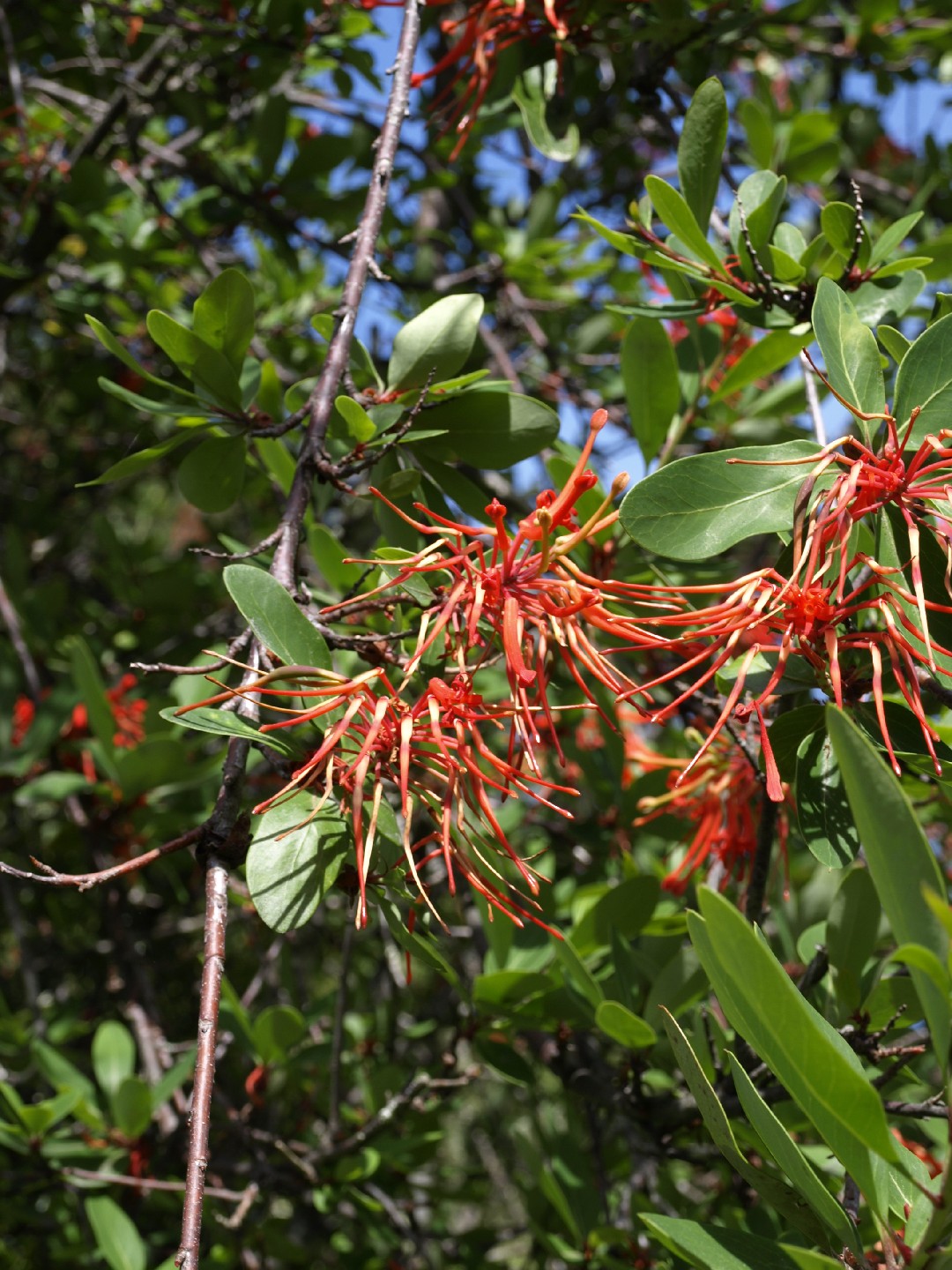 Ciruelillo (Embothrium coccineum) - PictureThis