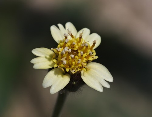 Tridax Flower, Leaf, Care, Uses - PictureThis