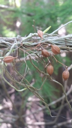 Dendrophylax porrectus - PictureThis