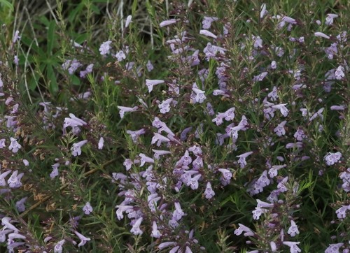 Hedeoma hyssopifolia - PictureThis