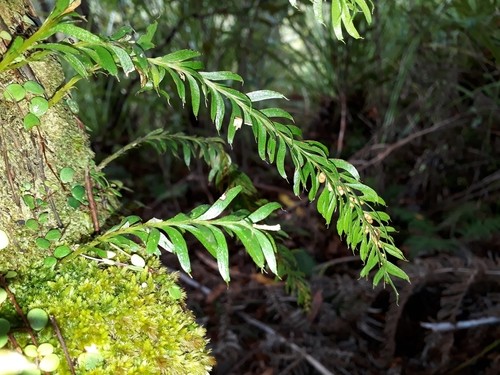 Tmesipteris sigmatifolia Flower, Leaf, Care, Uses - PictureThis