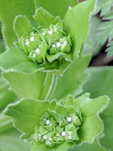 Beaked Cornsalad (Valerianella radiata) Flower, Leaf, Care, Uses ...