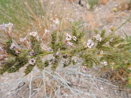 Turricula parryi - PictureThis