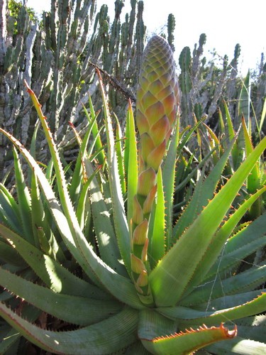 Aloe lineata - PictureThis