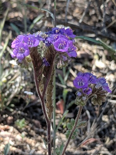 Phacelia infundibuliformis (Phacelia infundibuliformis) คู่มือการดูแล - PictureThis