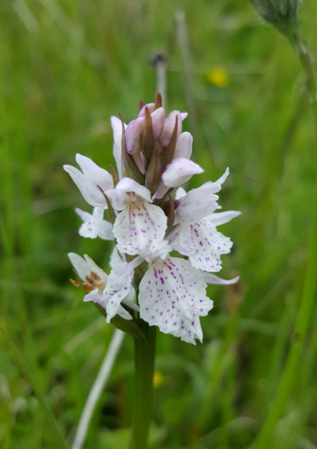 Farges's oreorchis (Oreorchis fargesii) Flower, Leaf, Care, Uses ...