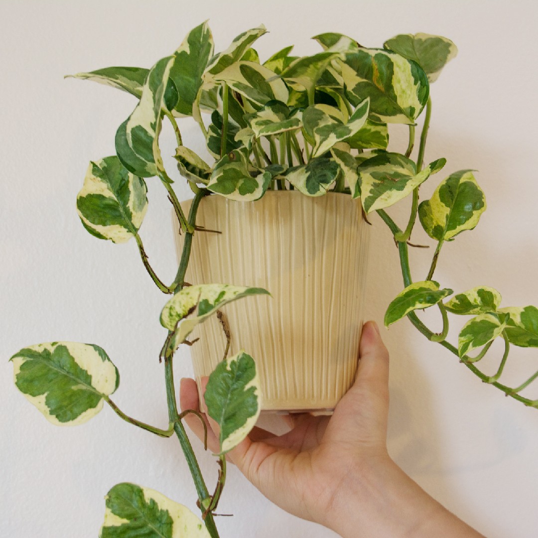 Epipremnum - PictureThis