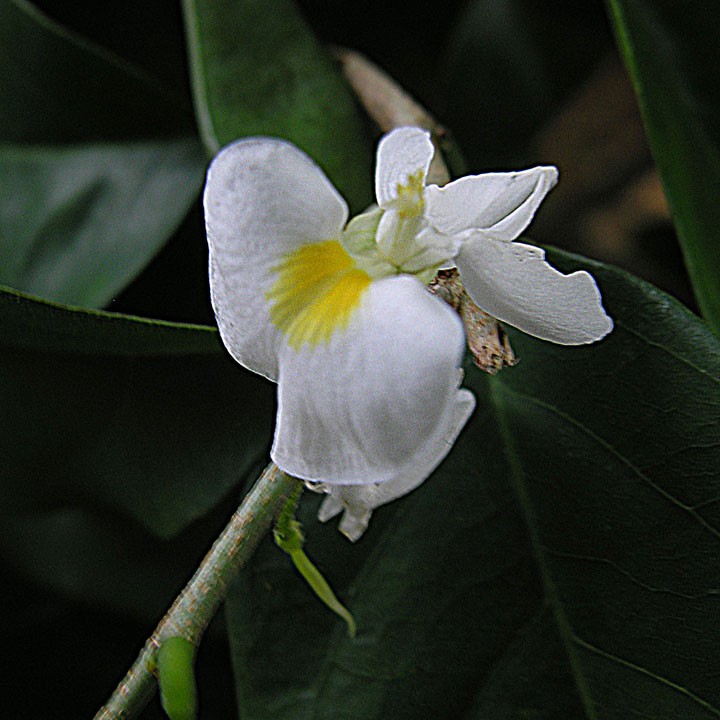 Baphia nitida - PictureThis