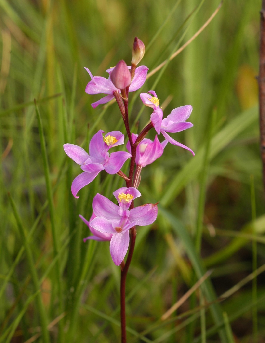 Calopogon multiflorus - PictureThis
