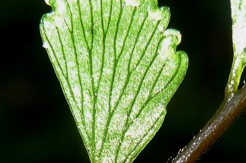Adiantum fulvum - PictureThis