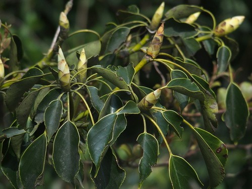 Asiatic wheel tree (Trochodendron aralioides) Flower, Leaf, Care, Uses ...