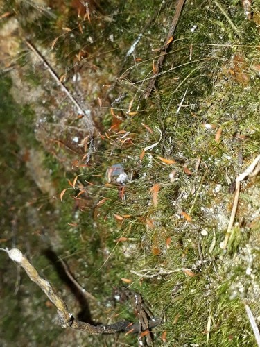 Ditrichum moss Care (Watering, Fertilize, Pruning, Propagation ...