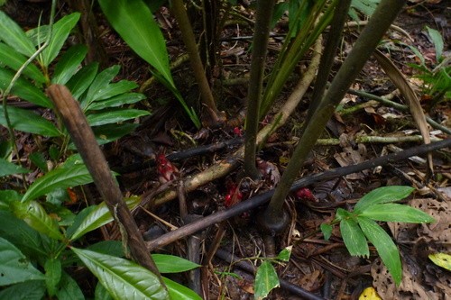 Hornstedtia Care (Watering, Fertilize, Pruning, Propagation) - PictureThis