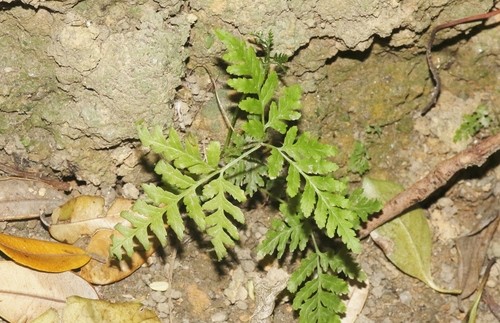 Pteris tremula - PictureThis