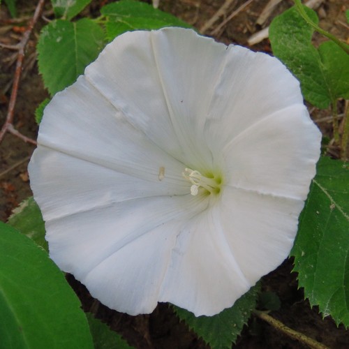 Calystegia spithamaea - PictureThis