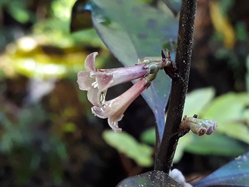 Small toropapa (Alseuosmia pusilla) Flower, Leaf, Care, Uses - PictureThis