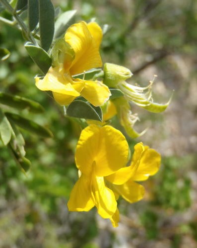 Calpurnia Flower, Leaf, Care, Uses - PictureThis