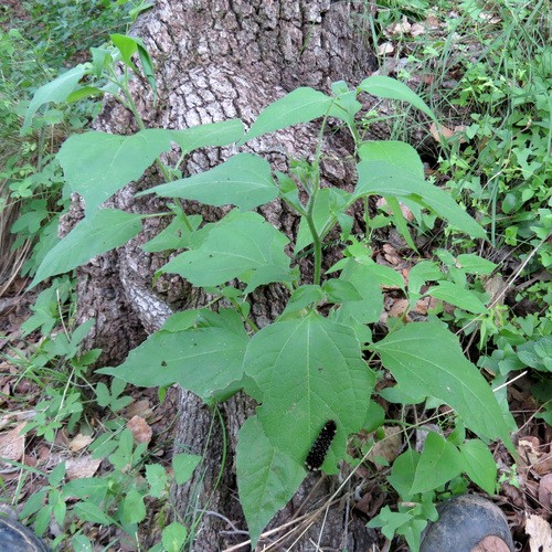 Chamiso (Viguiera dentata) - PictureThis