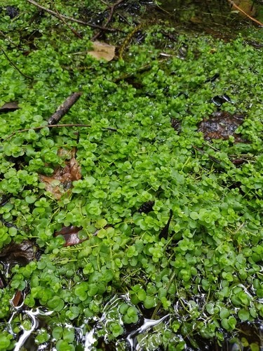 Shade mudflower Care (Watering, Fertilize, Pruning, Propagation) - PictureThis