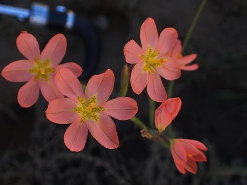 Moraea miniata - PictureThis