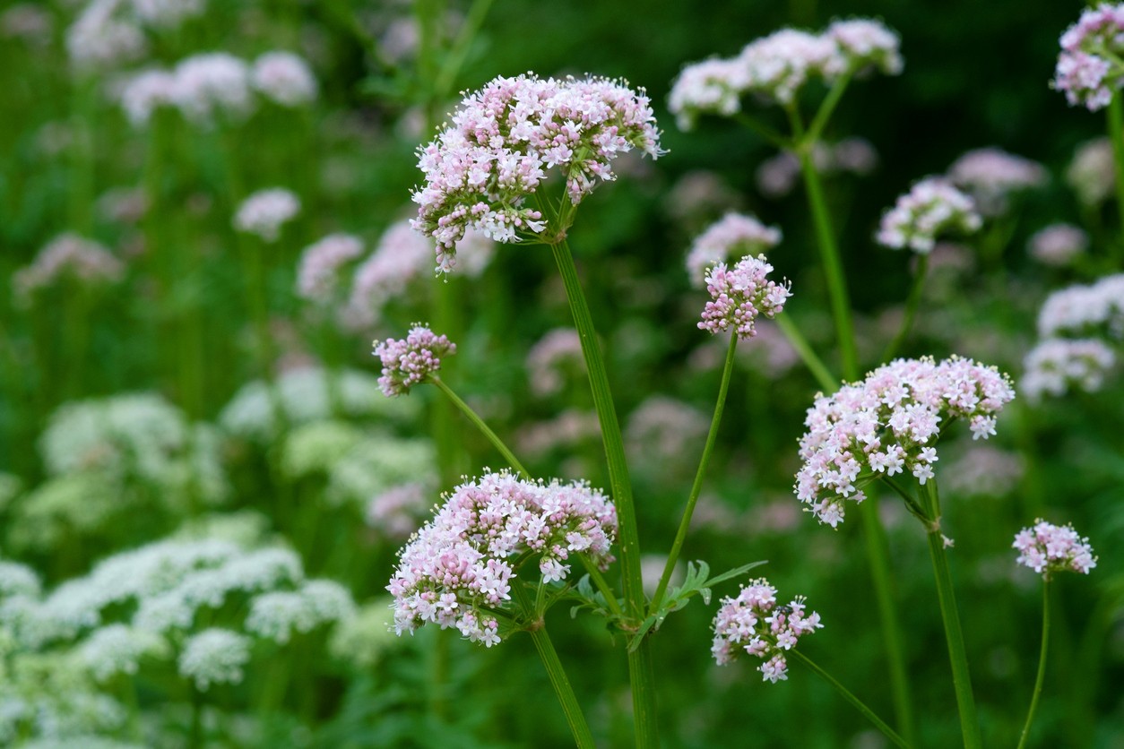 Angelica sinensis - PictureThis