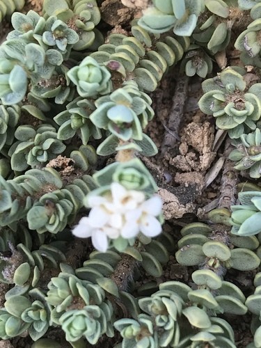 Pimelea Care (Watering, Fertilize, Pruning, Propagation) - PictureThis