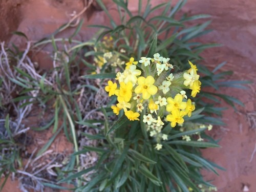 Yellow cryptantha (Oreocarya flava) Flower, Leaf, Care, Uses - PictureThis