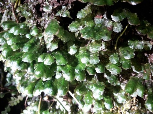Distichophyllum pulchellum Flower, Leaf, Care, Uses - PictureThis