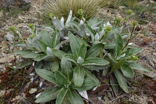 Celmisia densiflora 照顧，種植，繁殖，開花時間 - PictureThis