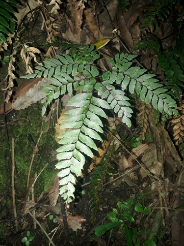 Adiantum fulvum - PictureThis