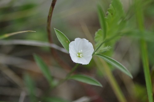 Gloria de la mañana enana plateada (Evolvulus sericeus) - PictureThis