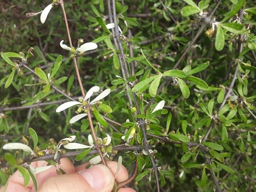 Olearia odorata - PictureThis
