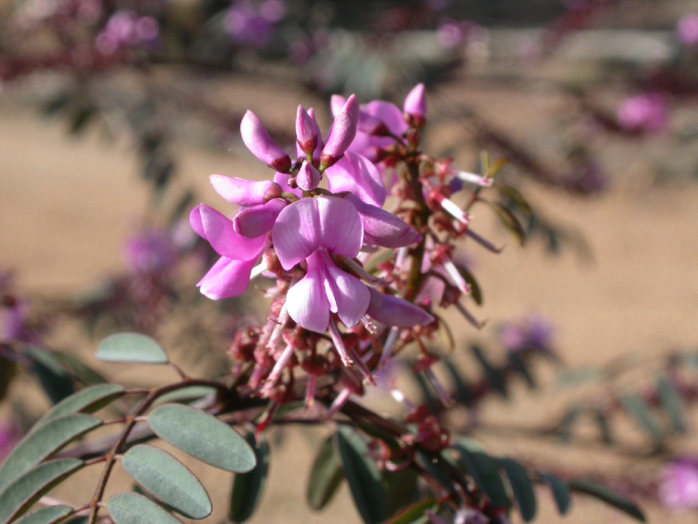 Indigofera australis - PictureThis