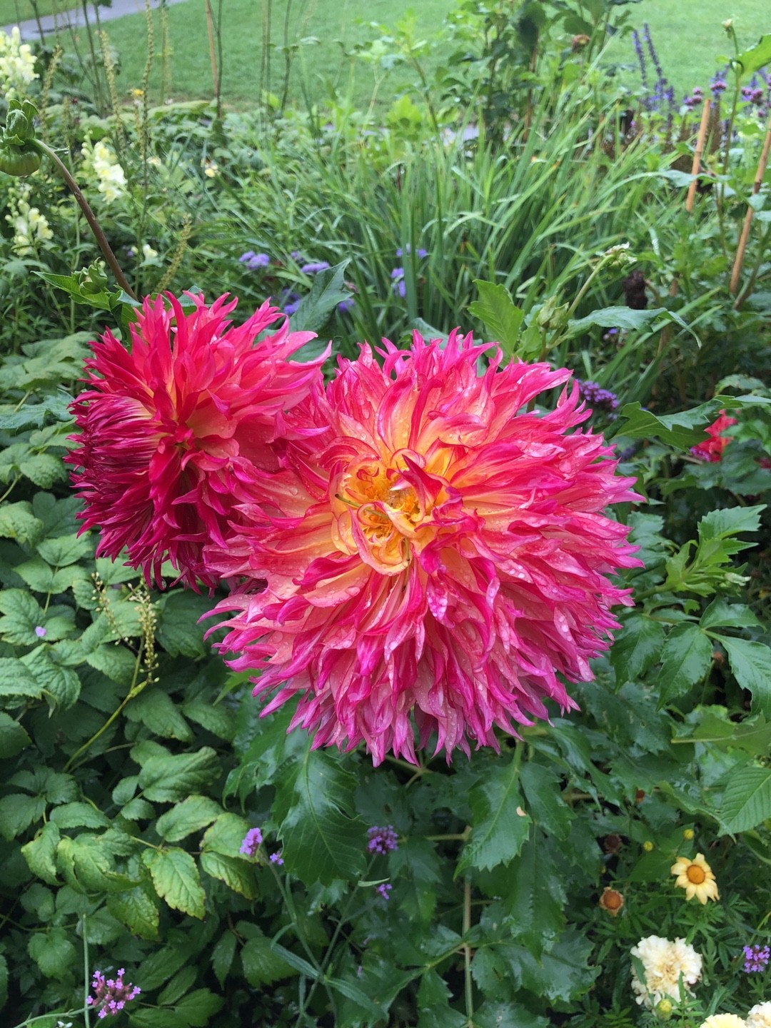 Dahlia 'Myrtle's Folly' 花言葉，毒性，よくある質問 - PictureThis